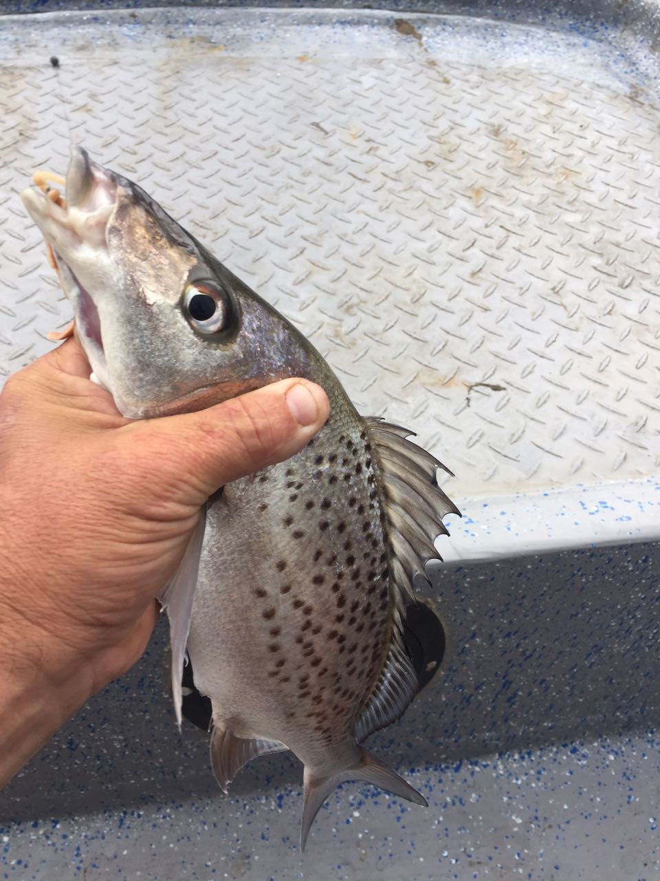 Grunter: reliable and fun fishing - Umzimkulu umzimkulu